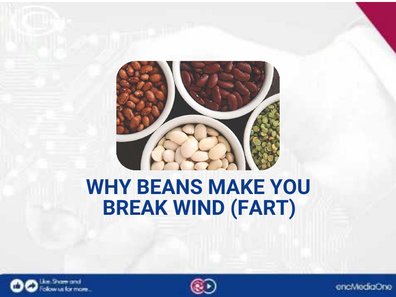 WHY BEANS MAKE YOU BREAK WIND (FART) - Media One