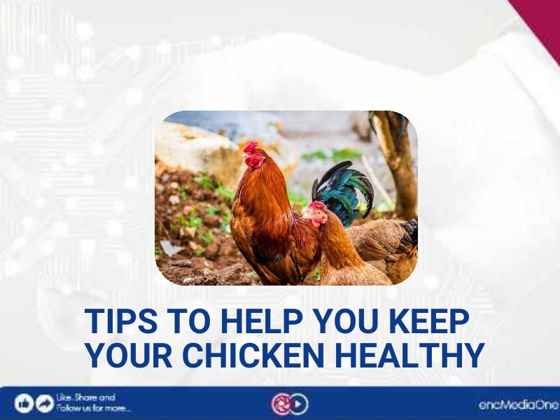 TIPS TO HELP YOU KEEP YOUR CHICKEN HEALTHY - Media One